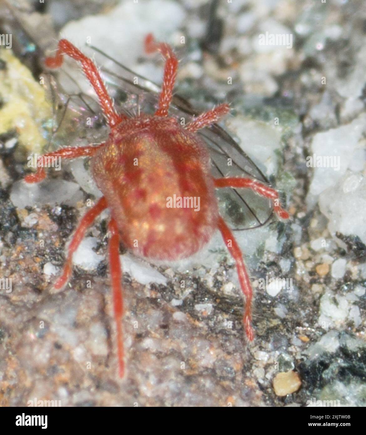 Sidewalk Mites (Balaustium) Arachnida Stock Photo - Alamy