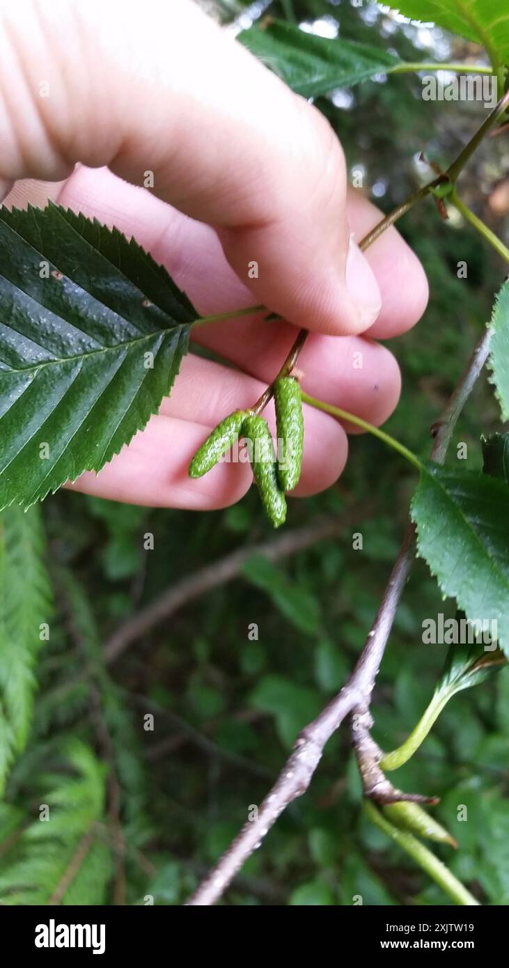 green alder (Alnus alnobetula) Plantae Stock Photo - Alamy