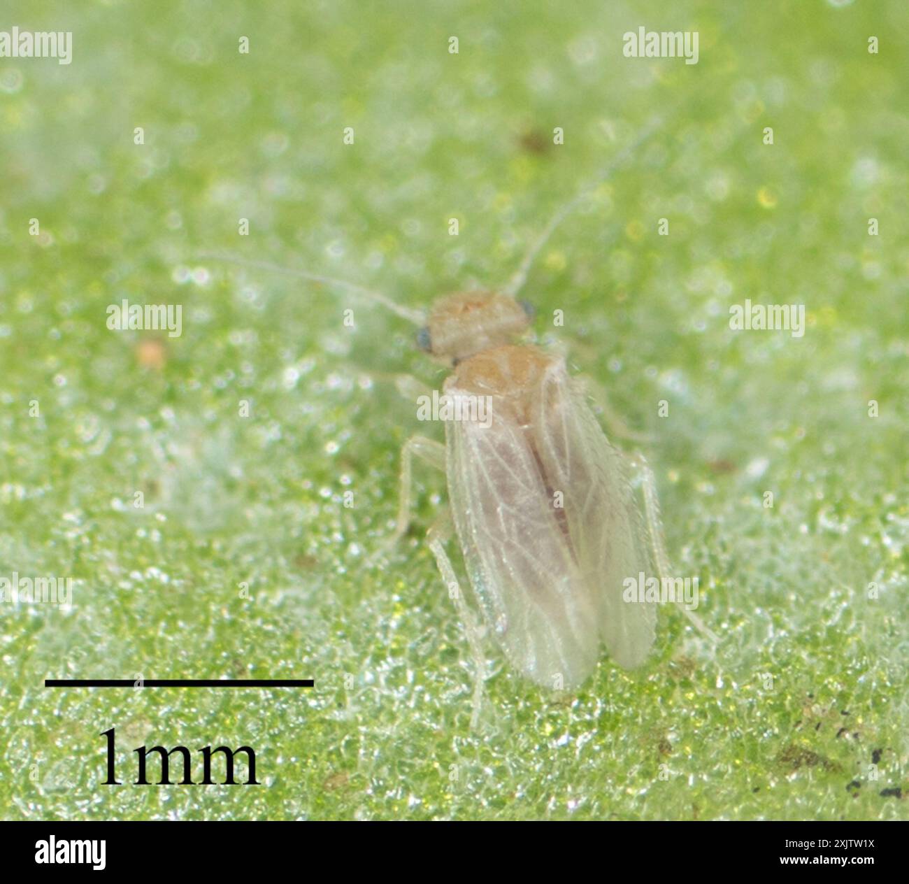 Barklice, Booklice, and Parasitic Lice (Psocodea) Insecta Stock Photo ...