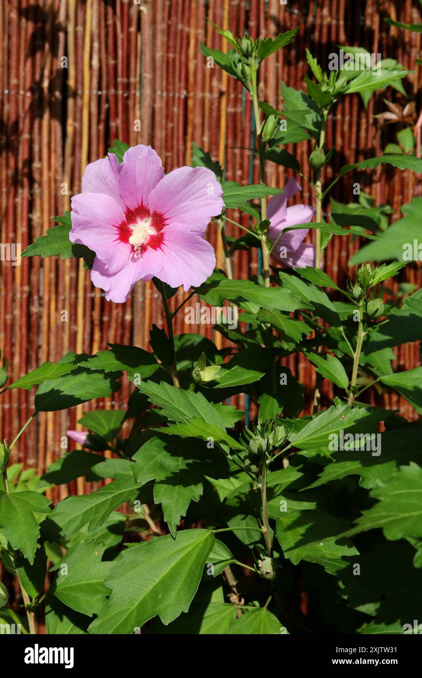 Blooming hibiscus in the morning sun on the background of a wicker mat ...