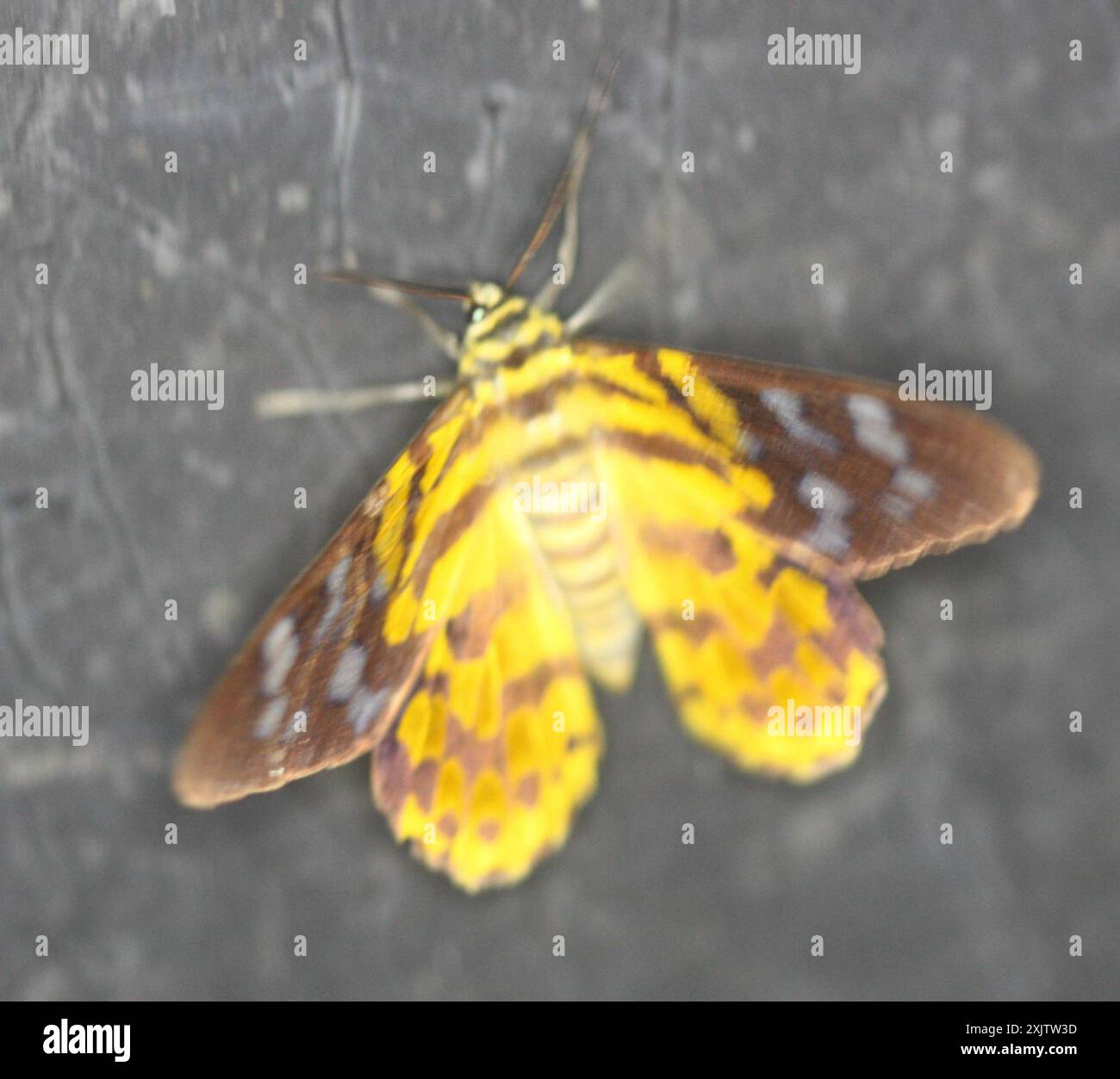False Tiger Moths (Dysphania) Insecta Stock Photo - Alamy