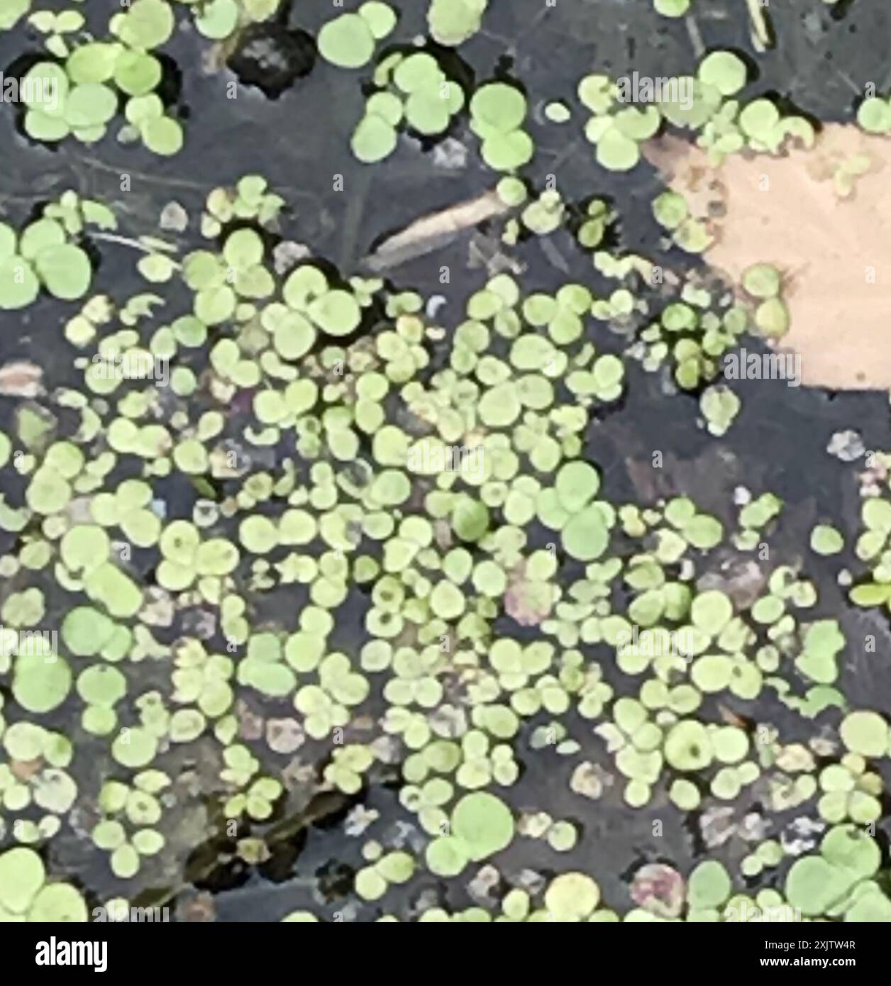greater duckweed (Spirodela polyrhiza) Plantae Stock Photo - Alamy