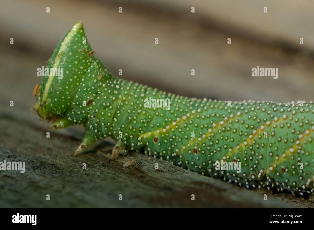 Walnut Sphinx (Amorpha juglandis) Insecta Stock Photo - Alamy