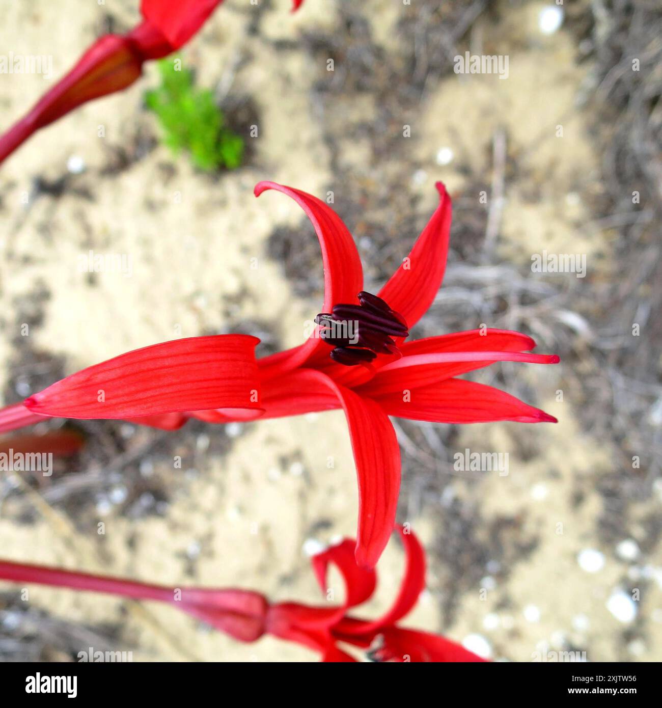 candelabra lily (Brunsvigia orientalis) Plantae Stock Photo - Alamy