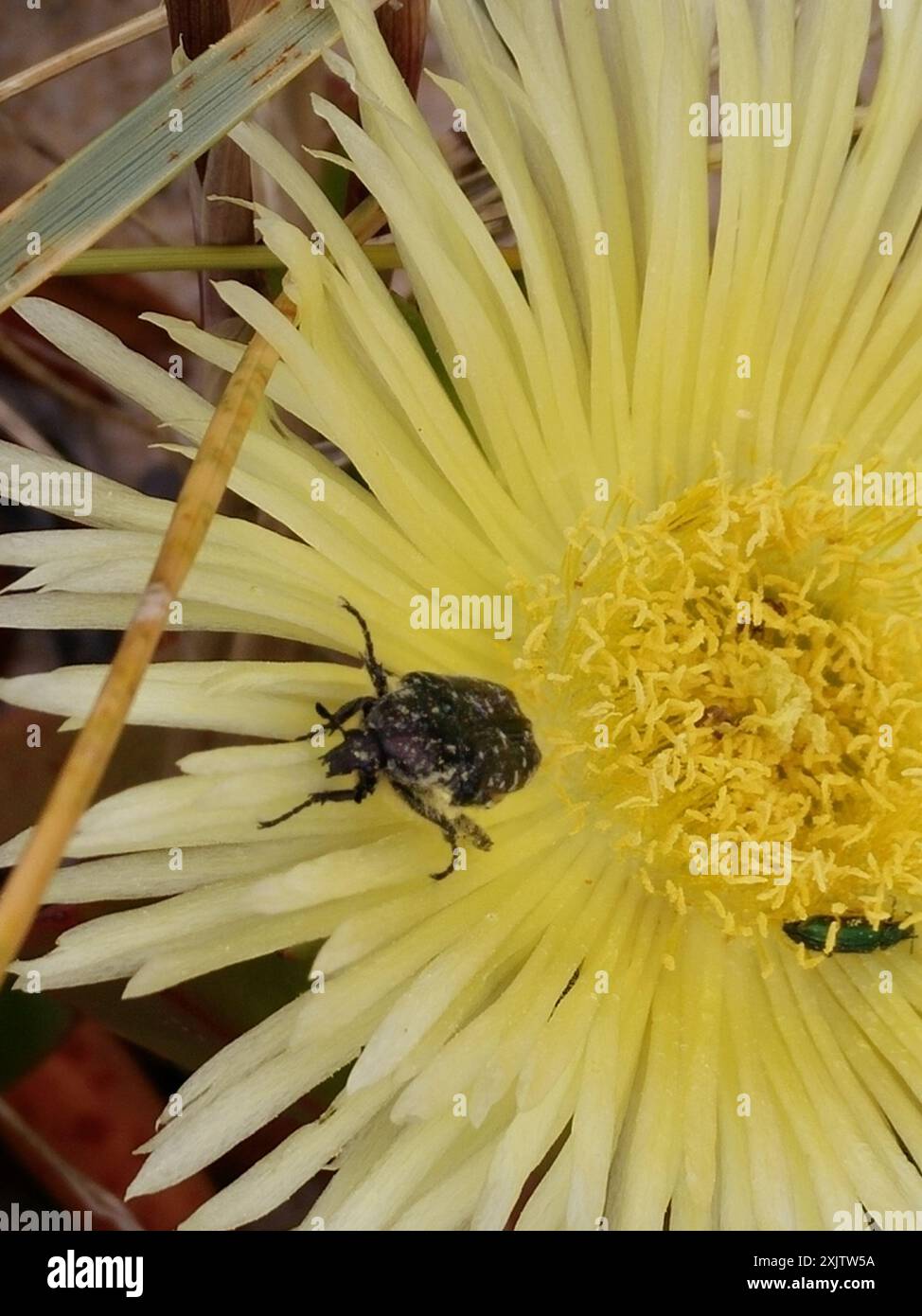 Mediterranean Spotted Chafer (Oxythyrea funesta) Insecta Stock Photo ...
