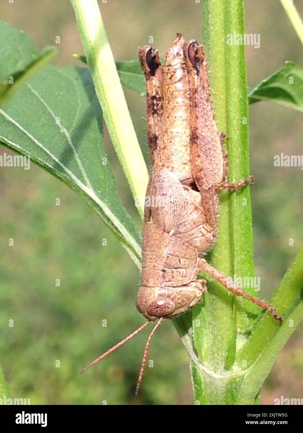 Short-horned Grasshoppers (Acrididae) Insecta Stock Photo - Alamy