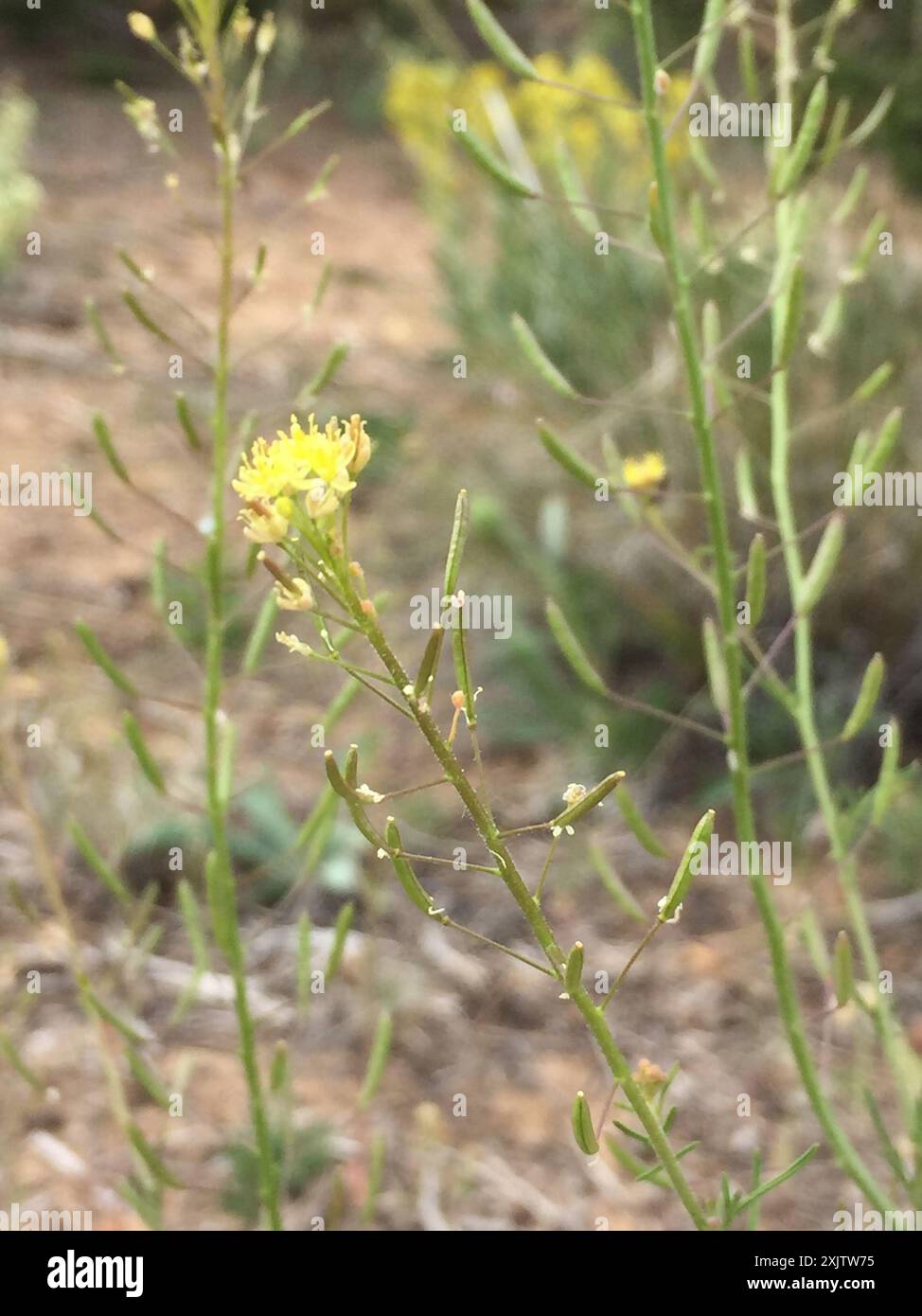 Western Tansymustard (Descurainia pinnata) Plantae Stock Photo - Alamy
