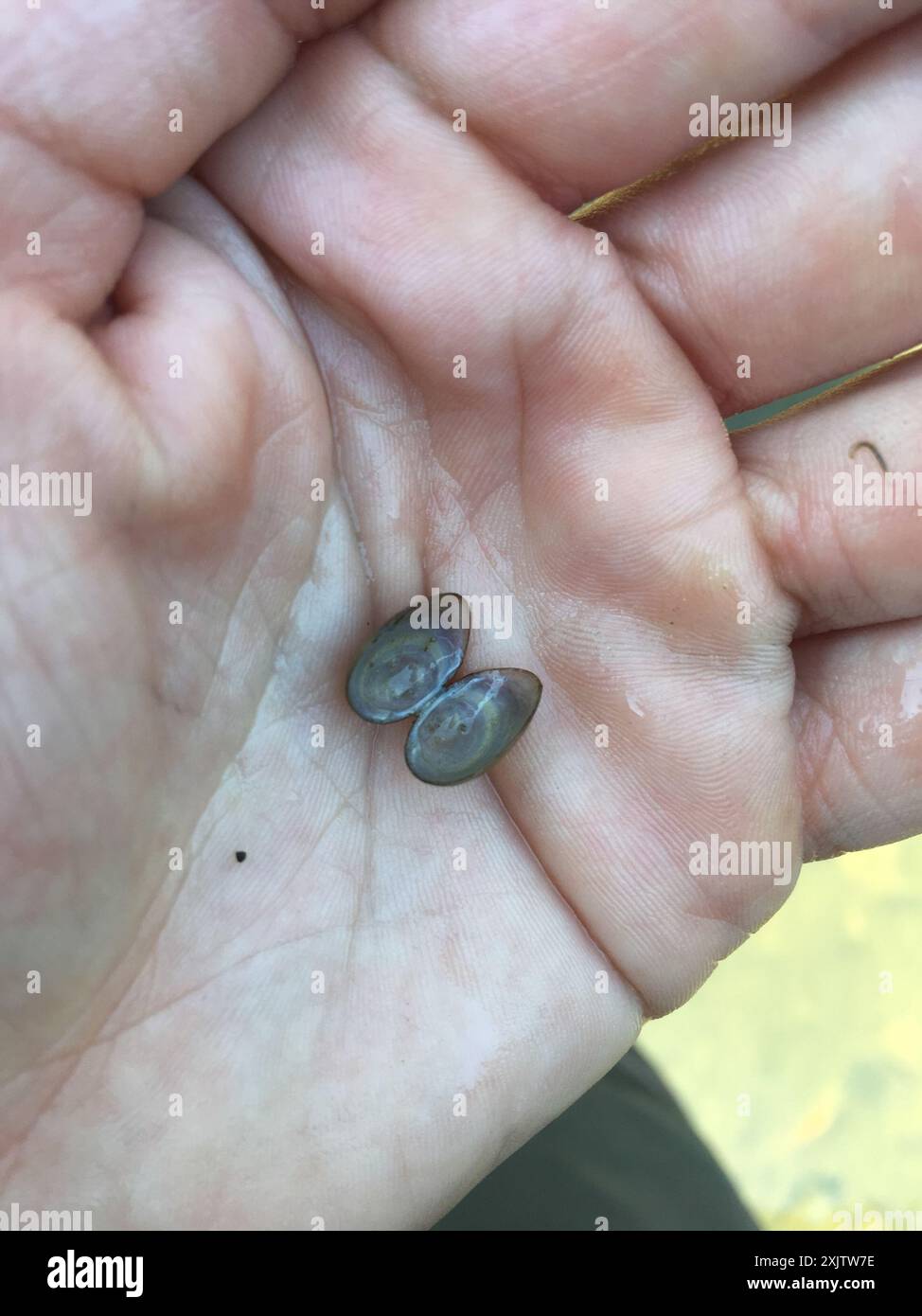 Grooved Fingernailclam (Sphaerium simile) Mollusca Stock Photo - Alamy