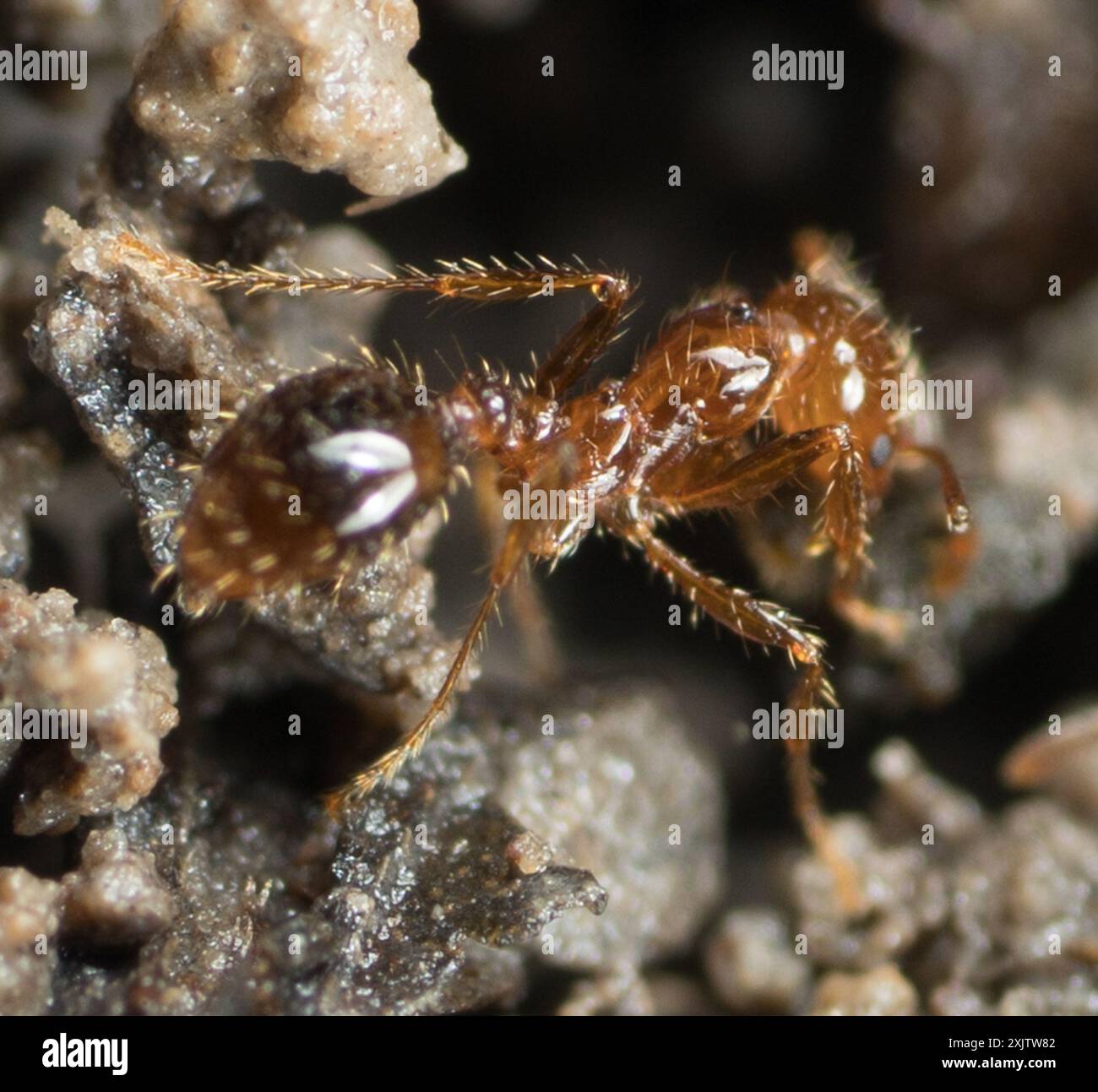 Red Imported Fire Ant (Solenopsis invicta) Insecta Stock Photo - Alamy