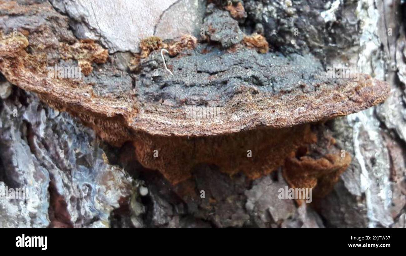 Pine Bracket (Porodaedalea pini) Fungi Stock Photo - Alamy