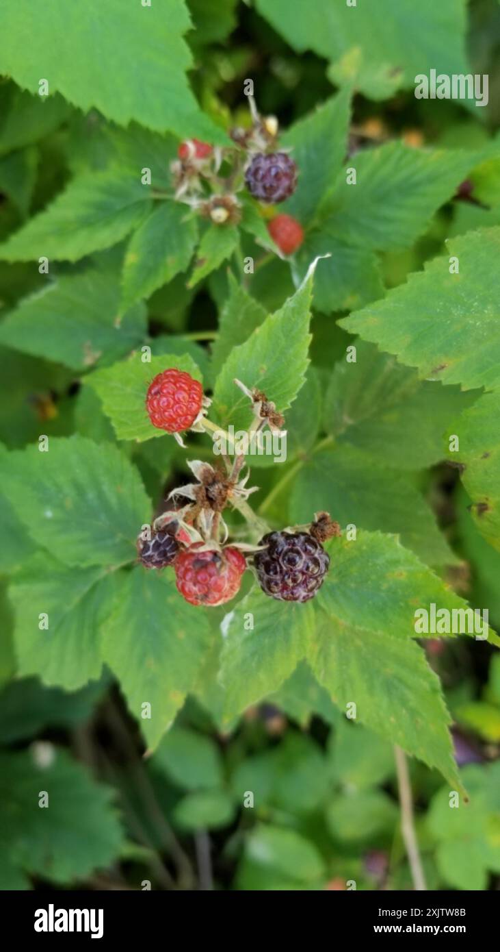 black raspberry (Rubus occidentalis) Plantae Stock Photo - Alamy