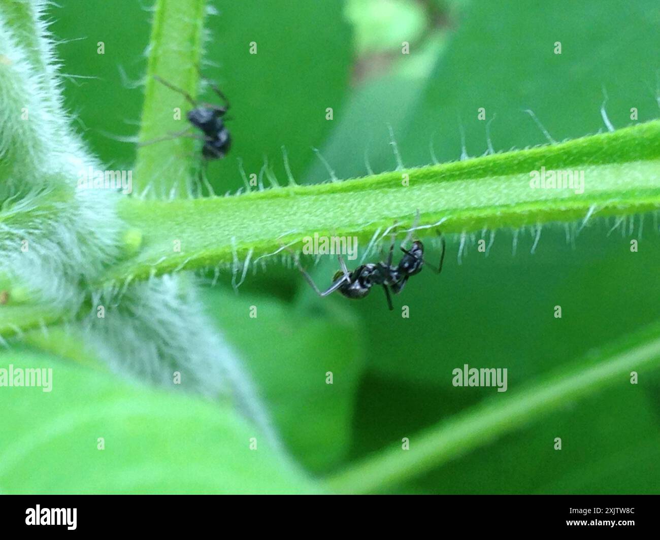 fusca-group Field Ants and Allies (Formica fusca) Insecta Stock Photo ...