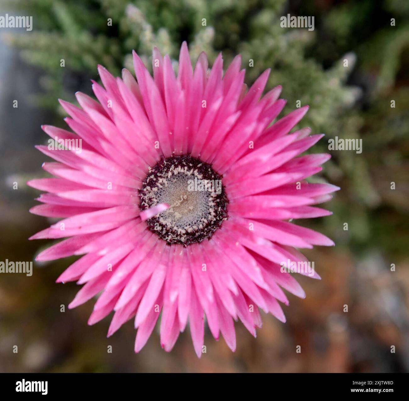 Cape everlasting (Phaenocoma prolifera) Plantae Stock Photo - Alamy