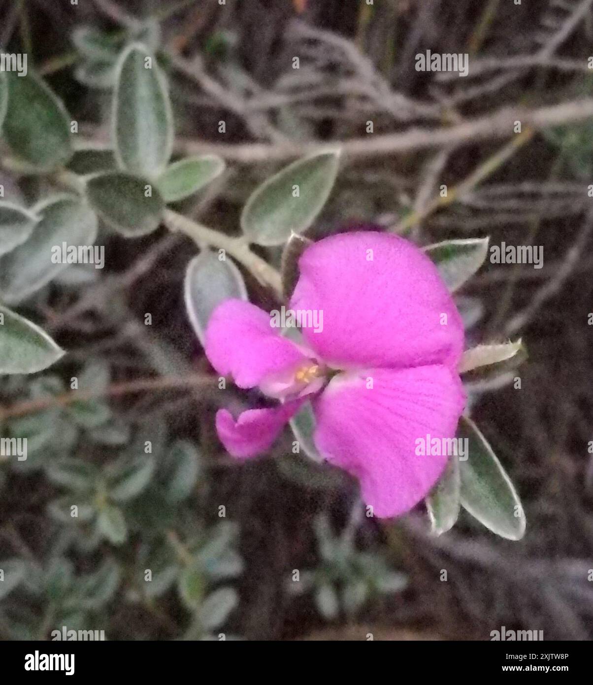 Hairy Capesweetpea (Podalyria burchellii) Plantae Stock Photo - Alamy