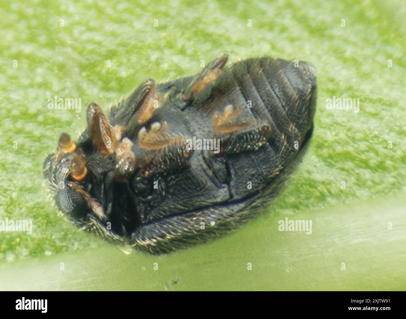 Spider Mite Destroyer (Stethorus punctum) Insecta Stock Photo - Alamy