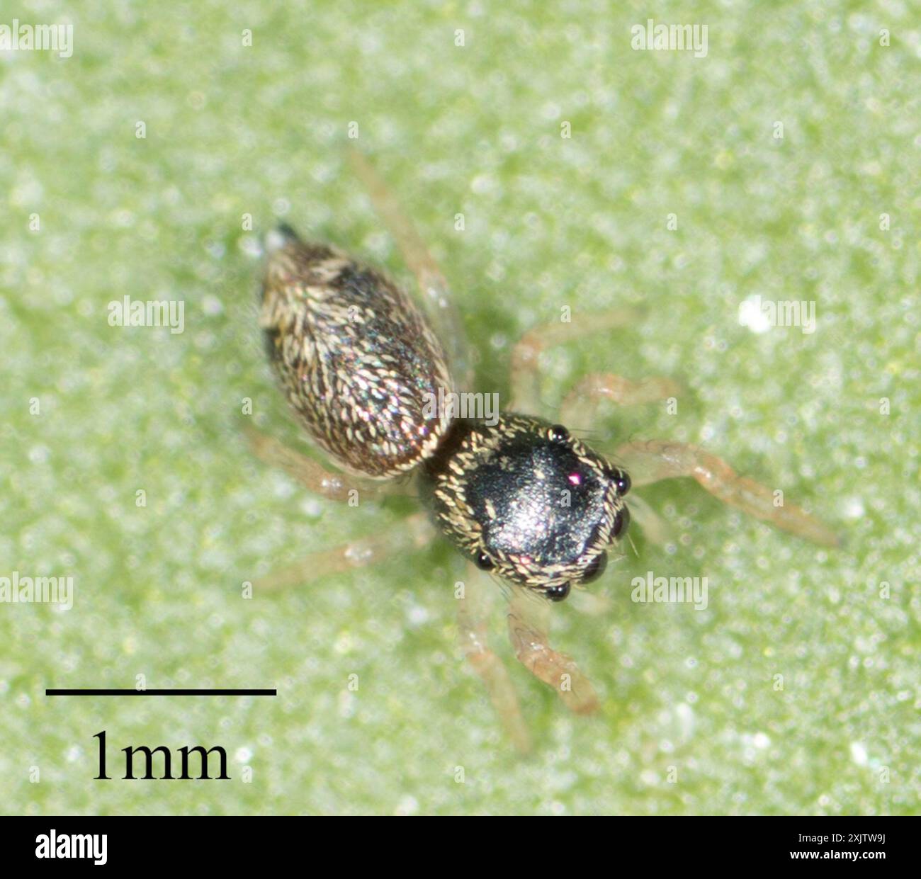 (Sassacus vitis) Arachnida Stock Photo - Alamy