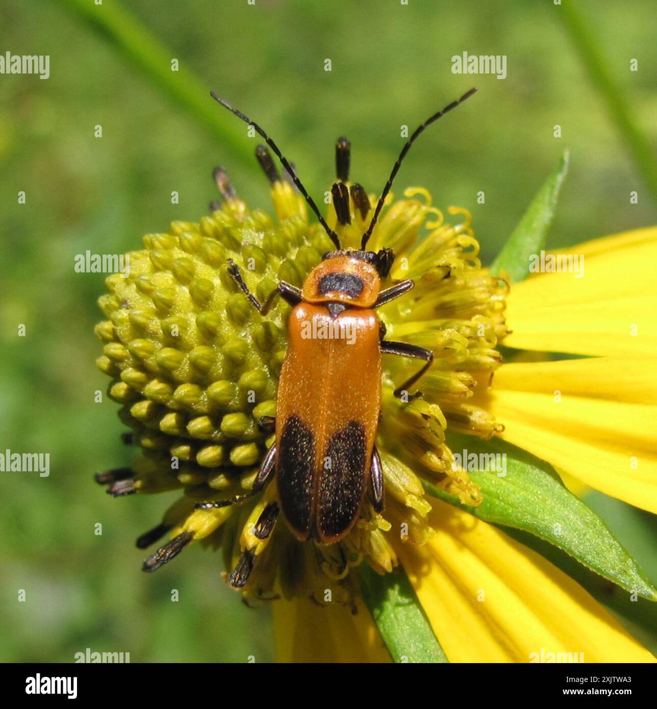 Goldenrod Soldier Beetle (Chauliognathus pensylvanicus) Insecta Stock ...