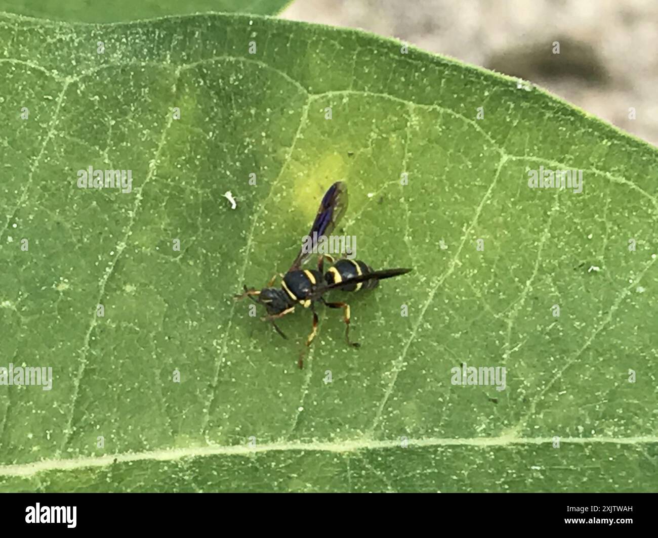 Gorytes hi-res stock photography and images - Alamy