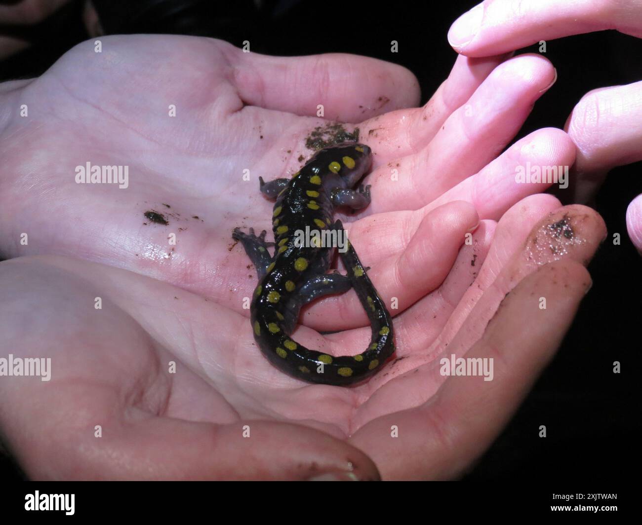 Spotted Salamander (Ambystoma maculatum) Amphibia Stock Photo - Alamy