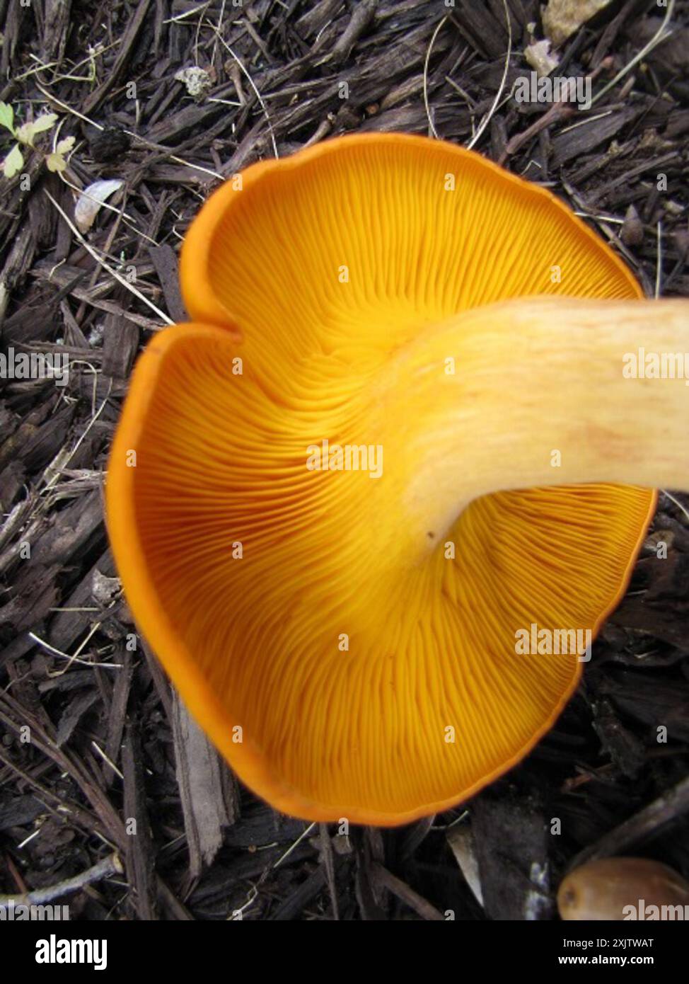 Eastern American jack-o'-lantern (Omphalotus illudens) Fungi Stock ...