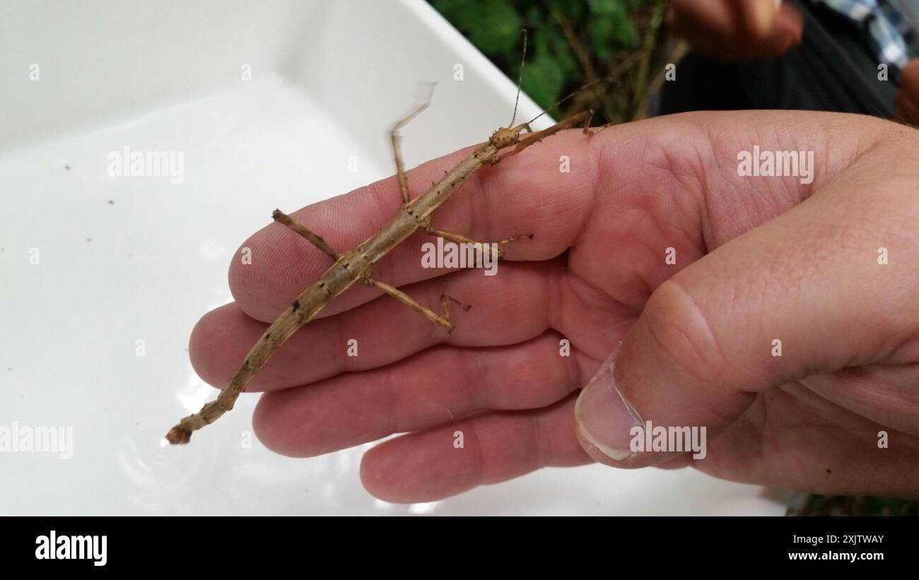 Prickly Stick Insect (Acanthoxyla prasina) Insecta Stock Photo - Alamy