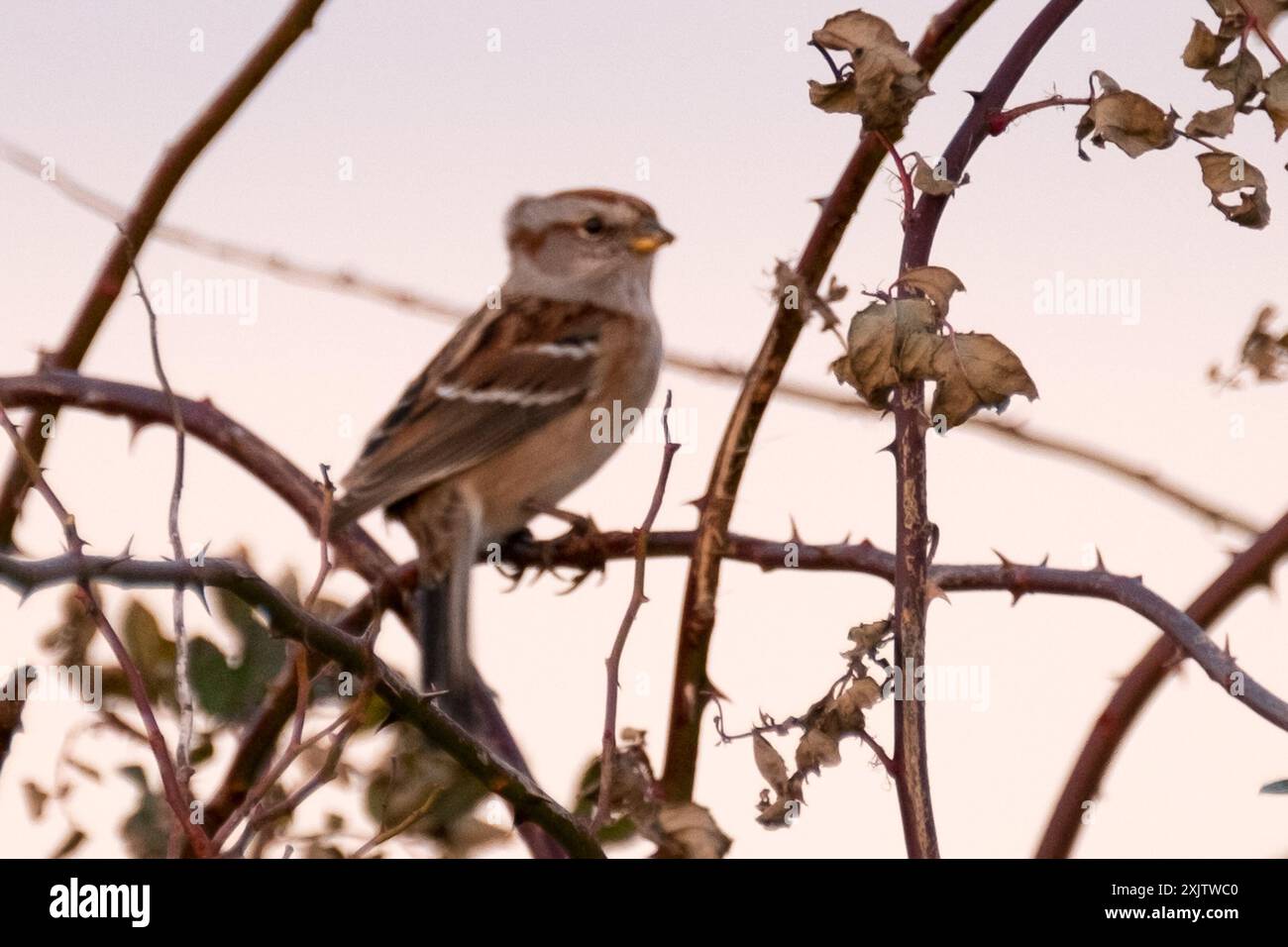 American Tree Sparrow (Spizelloides arborea) Aves Stock Photo - Alamy