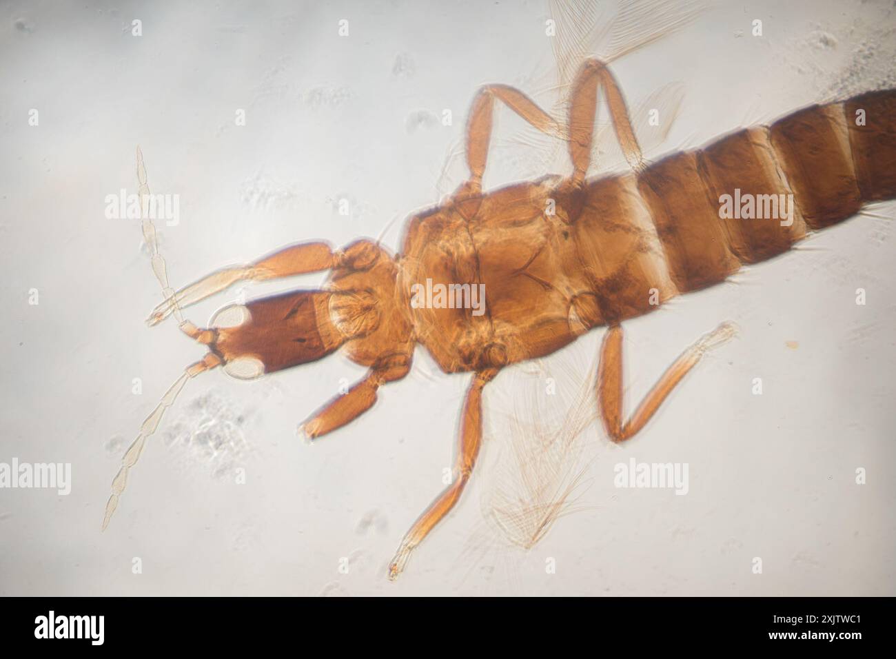 Weeping Fig Thrips (Gynaikothrips uzeli) Insecta Stock Photo - Alamy
