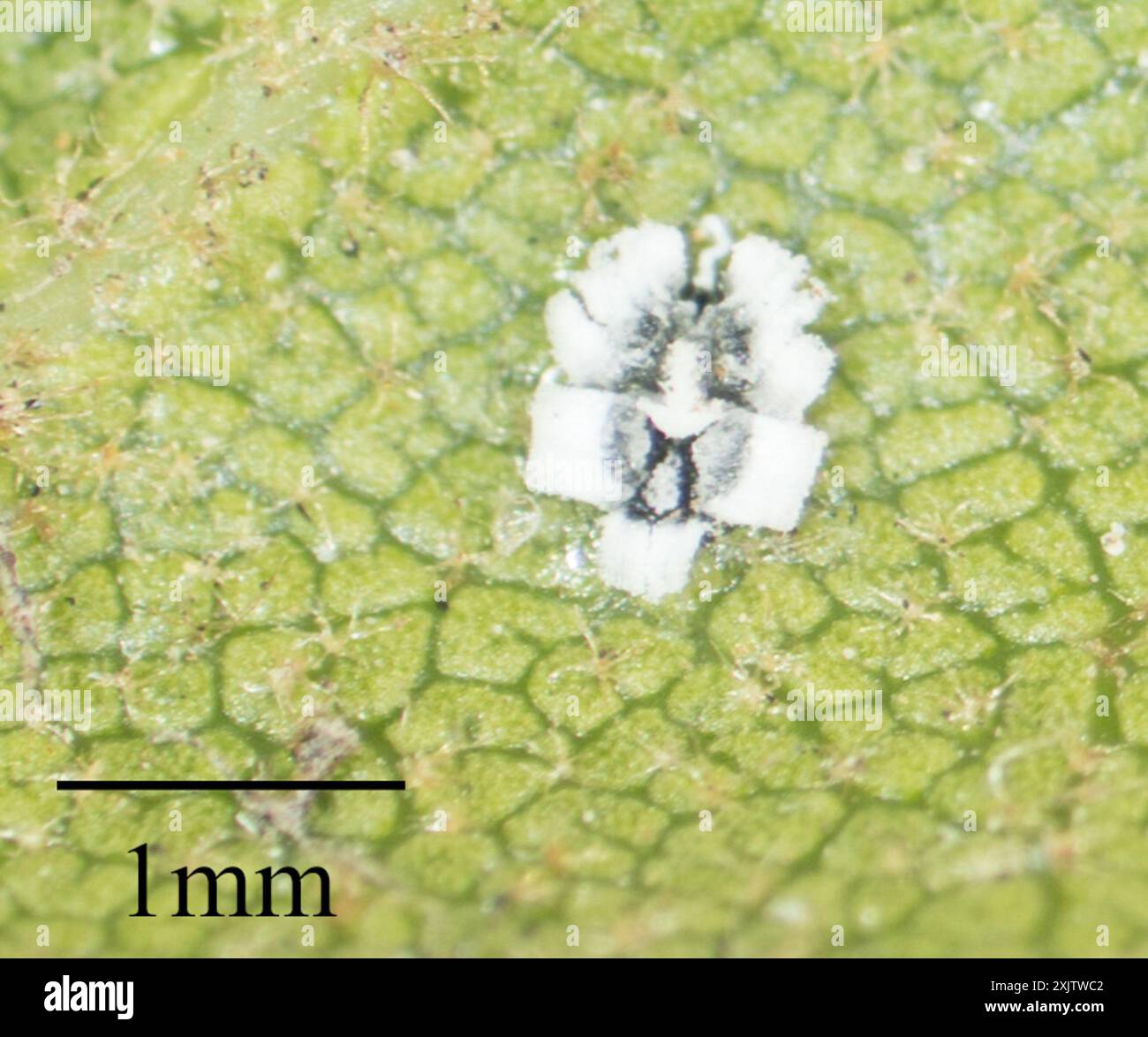 Crown Whitefly (Aleuroplatus coronata) Insecta Stock Photo - Alamy