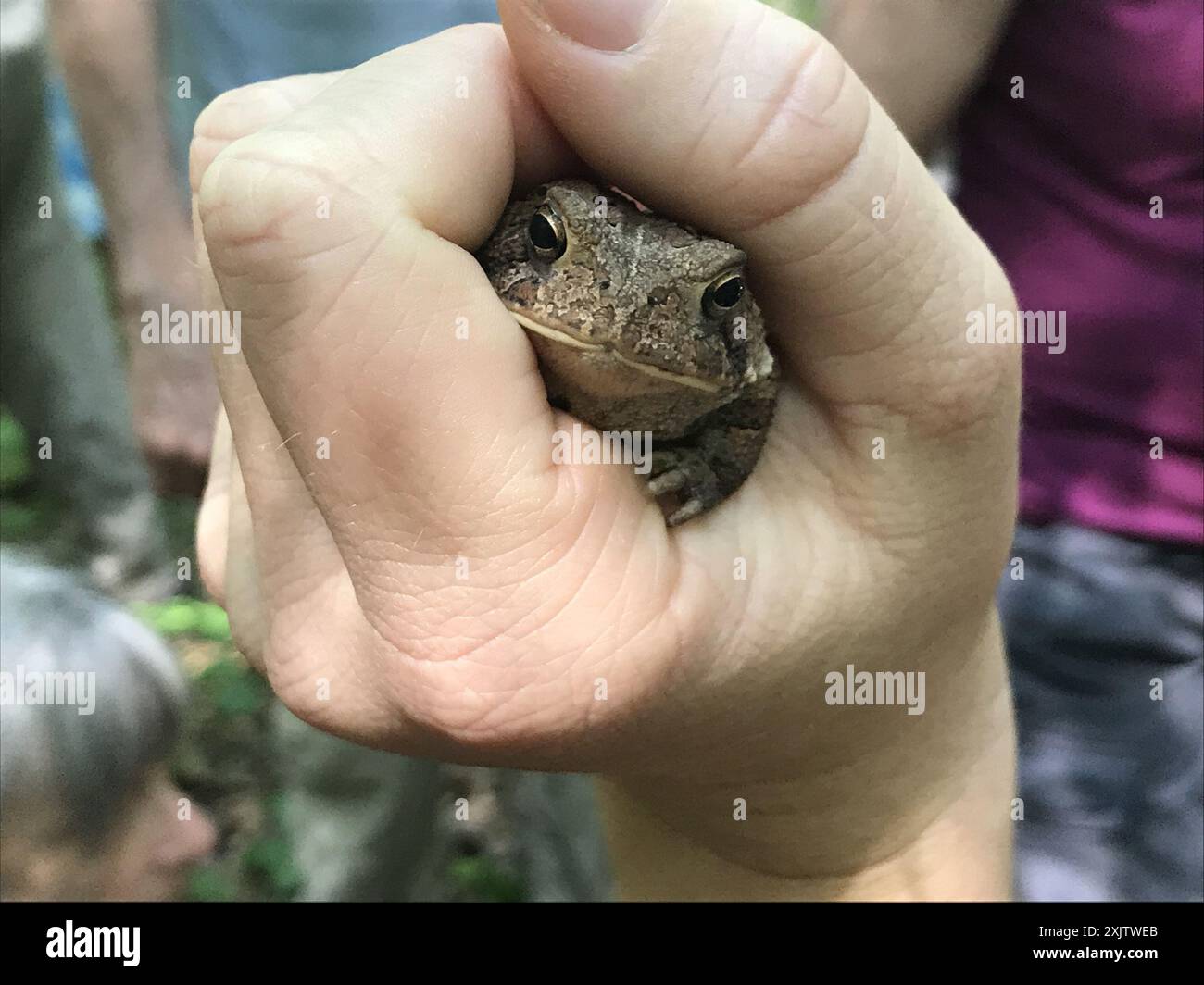 Eastern American Toad (Anaxyrus americanus americanus) Amphibia Stock ...