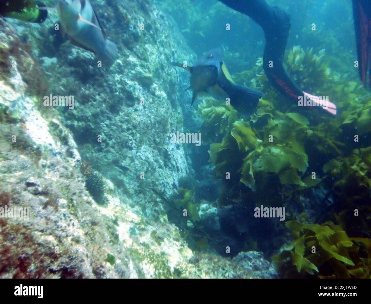 Green Wrasse (Notolabrus inscriptus) Actinopterygii Stock Photo - Alamy