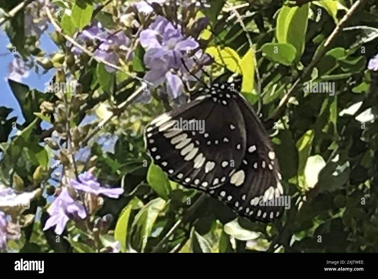 Common Crow Butterfly (Euploea core) Insecta Stock Photo - Alamy