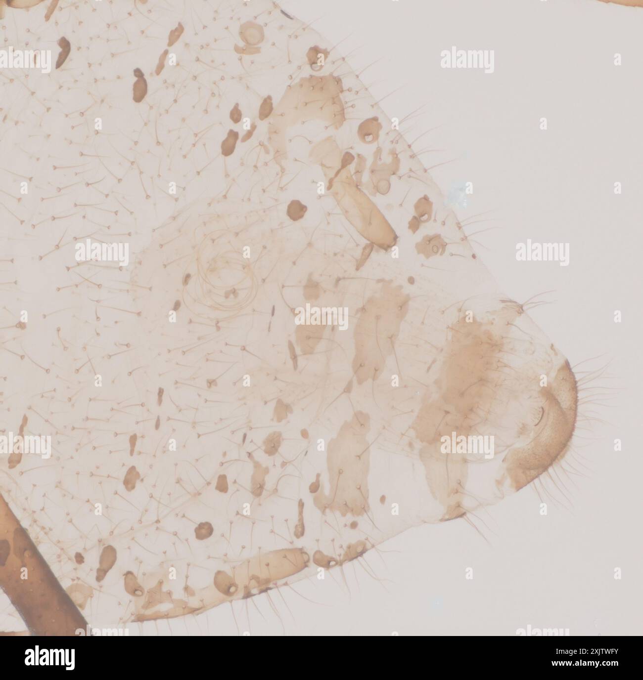 Willow Bark Aphids (Pterocomma) Insecta Stock Photo - Alamy