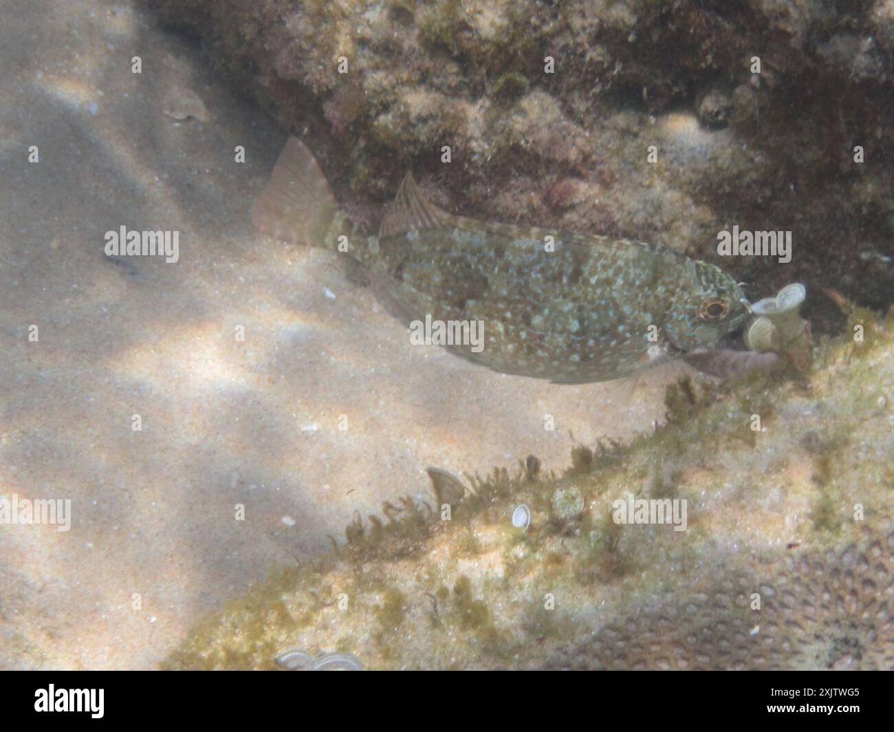 Whitespotted Rabbitfish (Siganus sutor) Actinopterygii Stock Photo - Alamy