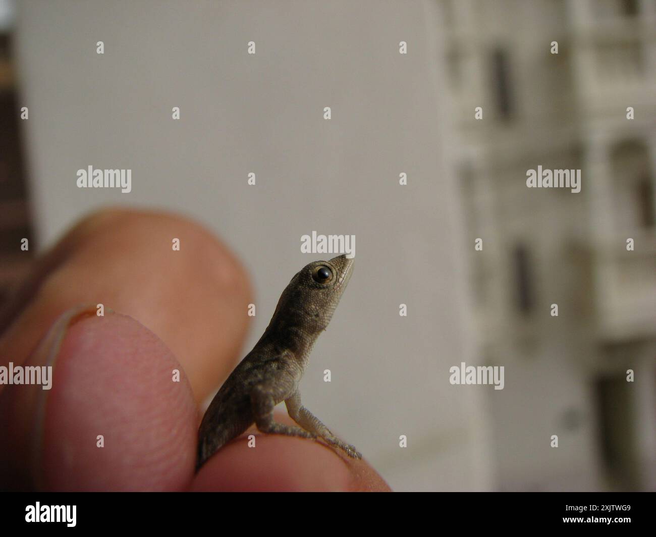 Afro-Neotropical Dwarf Geckos (Lygodactylus) Reptilia Stock Photo - Alamy