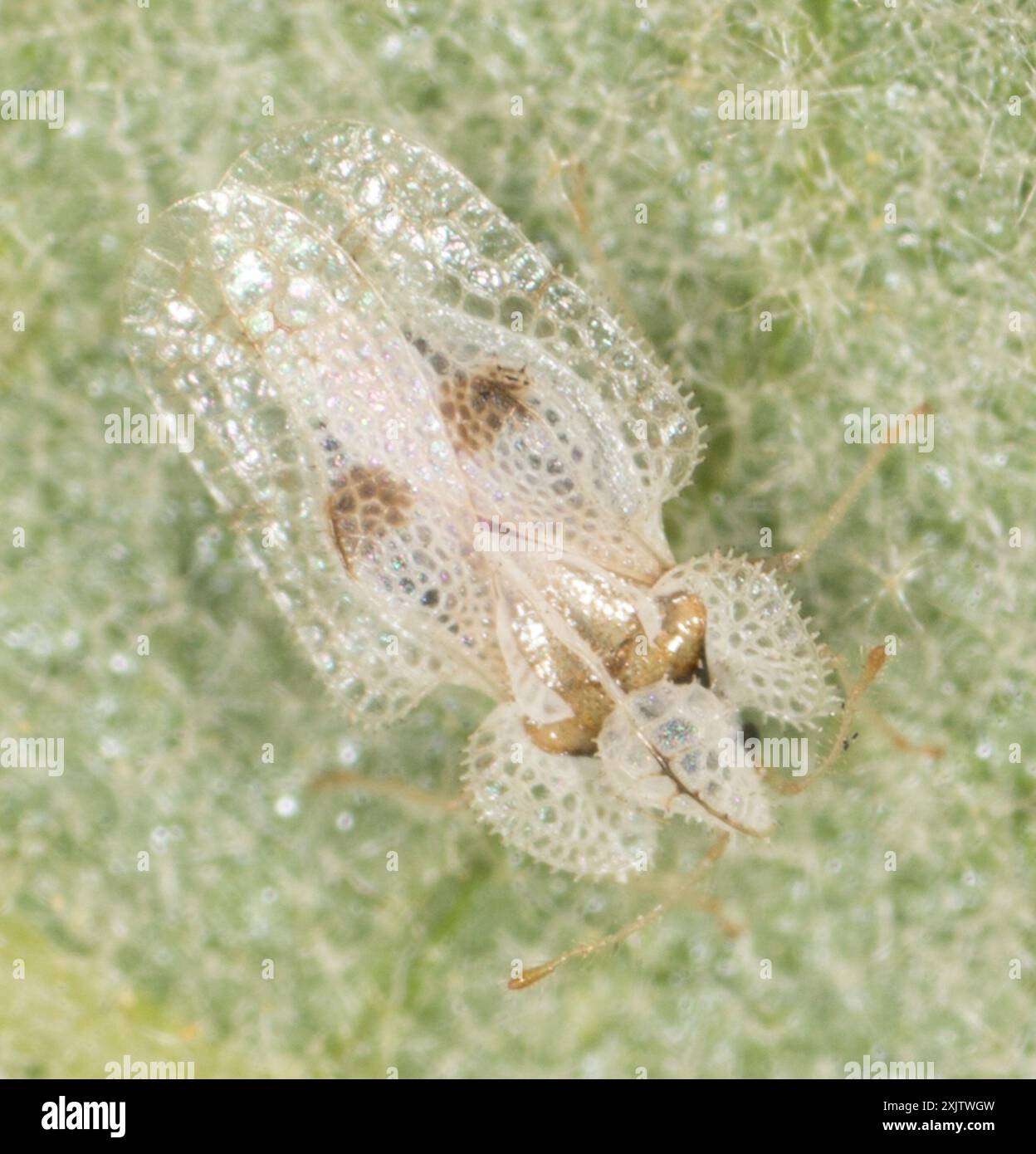 Western Sycamore Lace Bug (Corythucha confraterna) Insecta Stock Photo ...