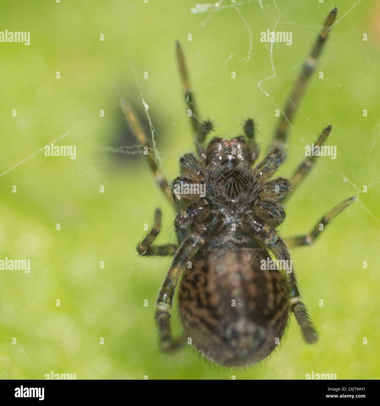 Spiders (Araneae) Arachnida Stock Photo - Alamy