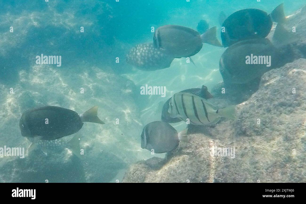 Convict Surgeonfish (Acanthurus triostegus) Actinopterygii Stock Photo ...