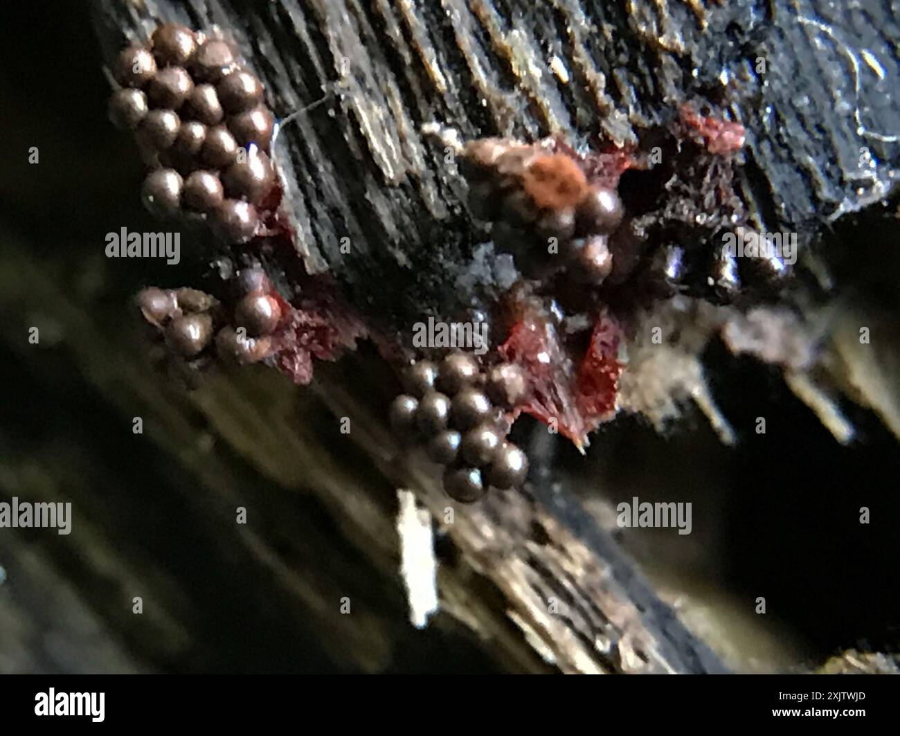 Wasp's Nest Slime Mold (Metatrichia vesparia) Protozoa Stock Photo - Alamy