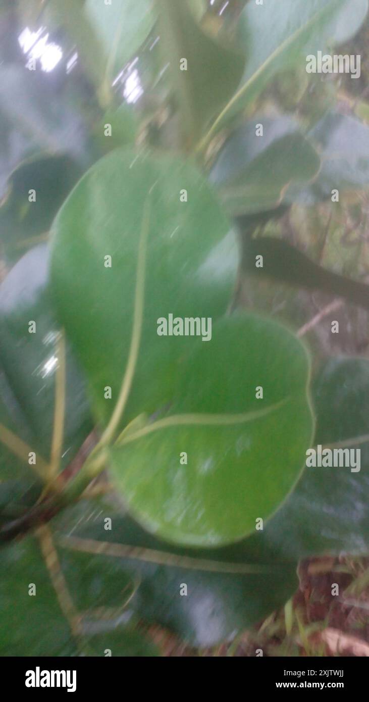 attorney trees (Clusia) Plantae Stock Photo - Alamy