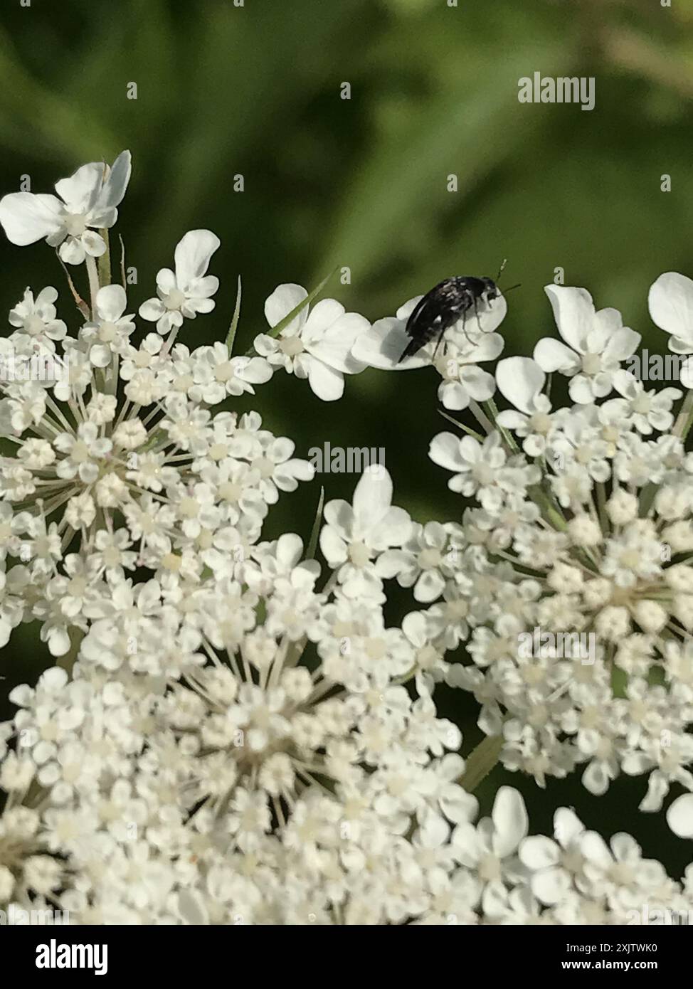 Tumbling Ragdoll (Mordella marginata) Insecta Stock Photo - Alamy