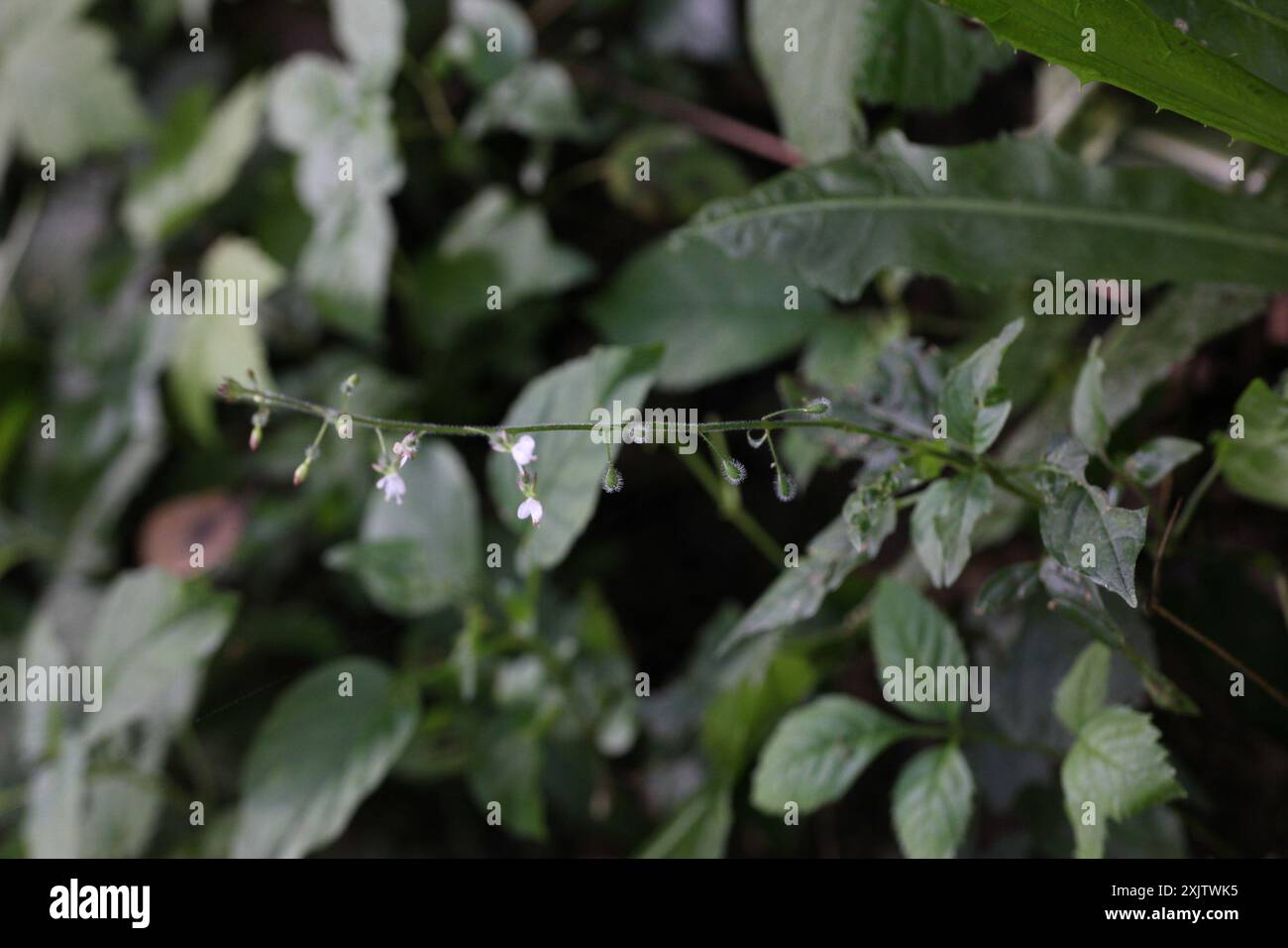 enchanter's-nightshade (Circaea lutetiana) Plantae Stock Photo - Alamy