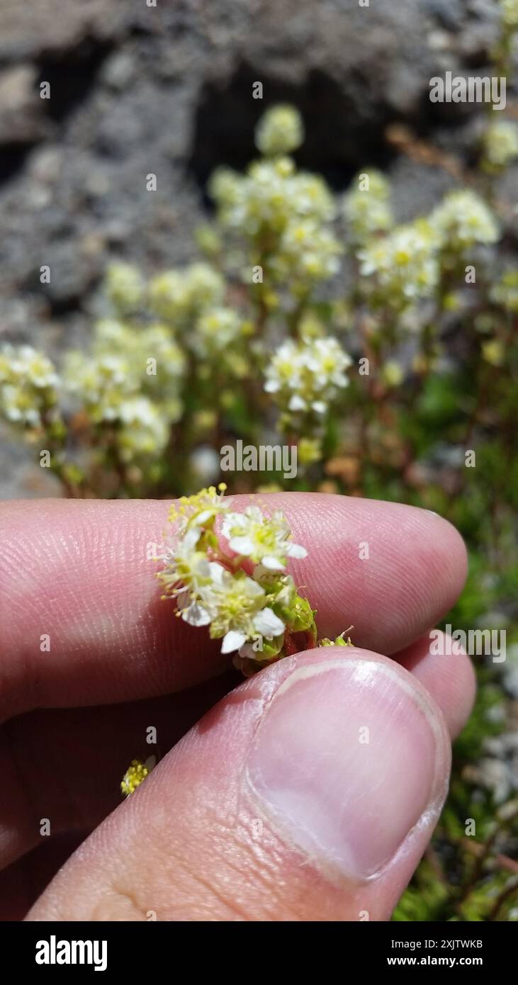 Partridgefoot (Luetkea pectinata) Plantae Stock Photo - Alamy