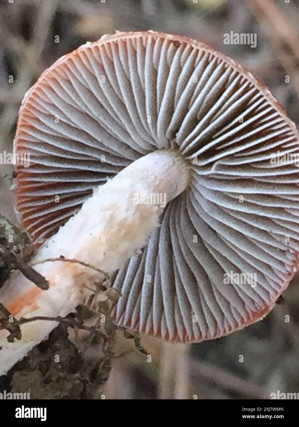 Chip Cherries (Leratiomyces ceres) Fungi Stock Photo - Alamy