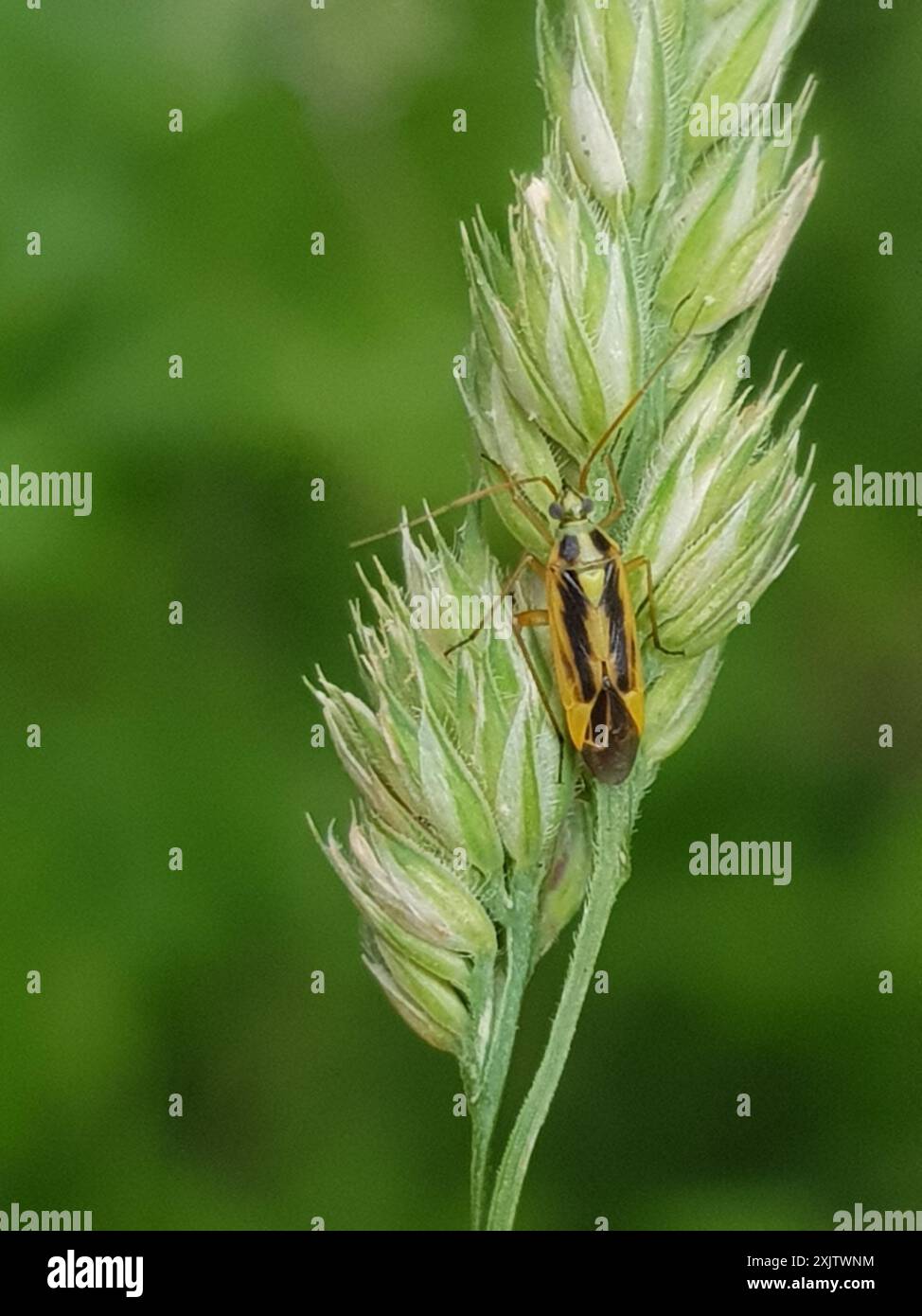 Stenotus binotatus hi-res stock photography and images - Alamy