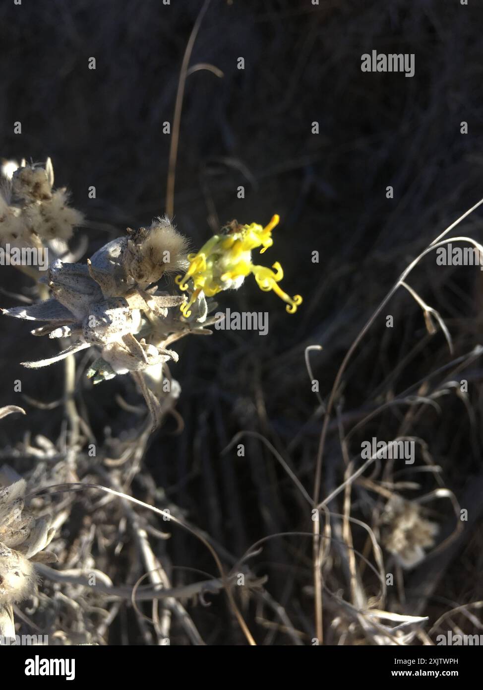 Hairy Horsebrush (Tetradymia comosa) Plantae Stock Photo - Alamy