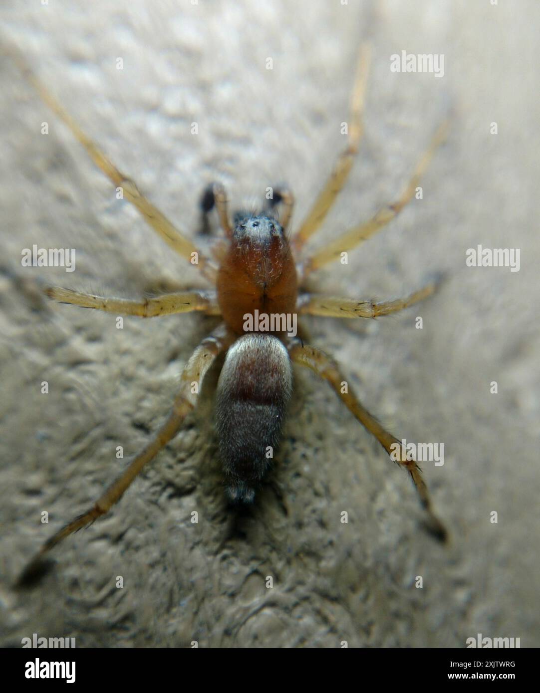 Clubionidae hi-res stock photography and images - Alamy