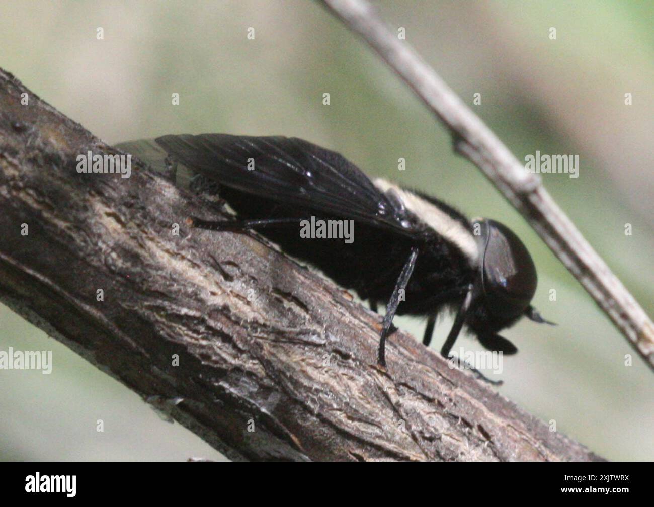 Western Black Horse Fly (Tabanus punctifer) Insecta Stock Photo - Alamy