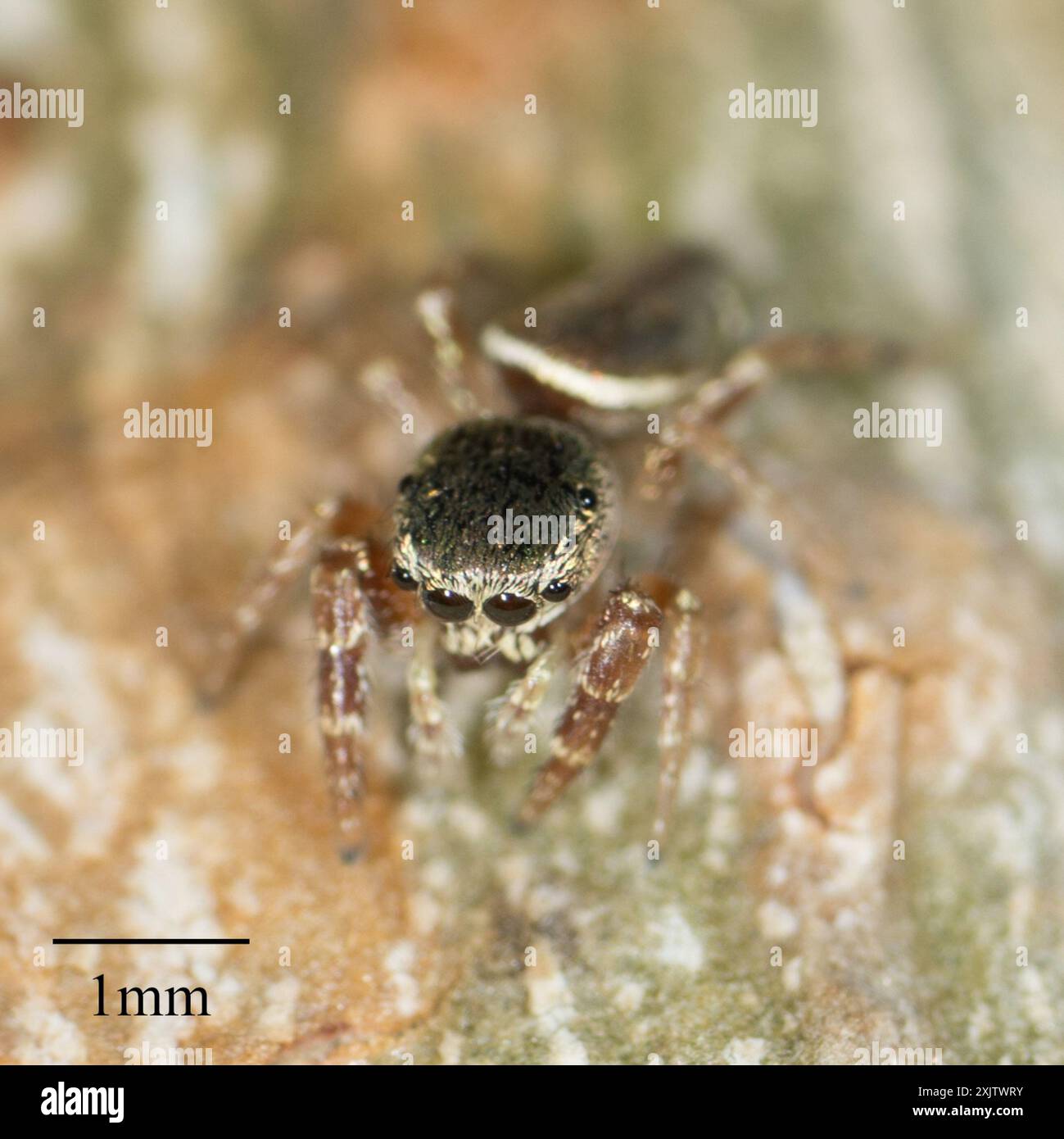 The sassacus hi-res stock photography and images - Alamy