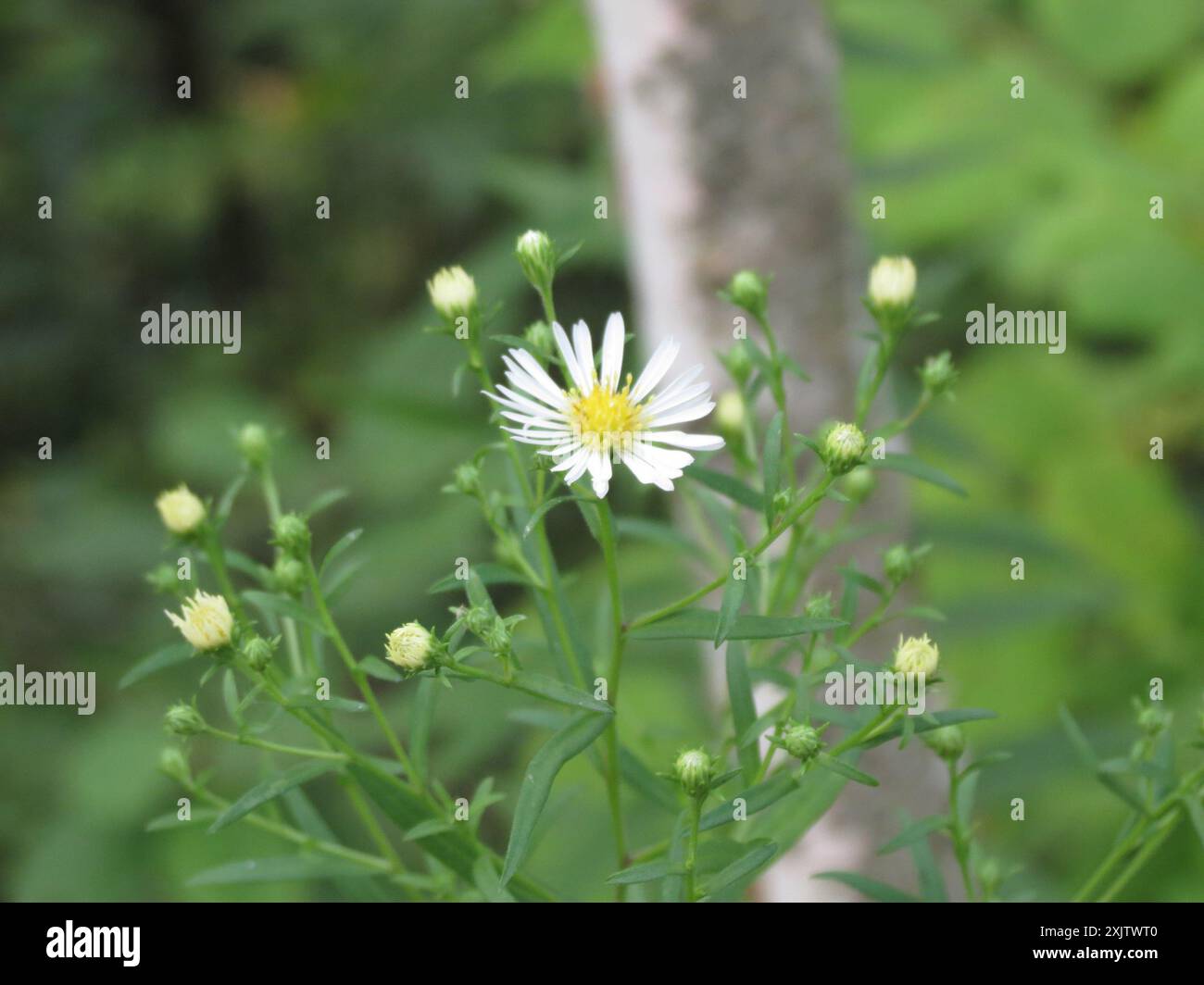 common panicled aster (Symphyotrichum lanceolatum lanceolatum) Plantae ...