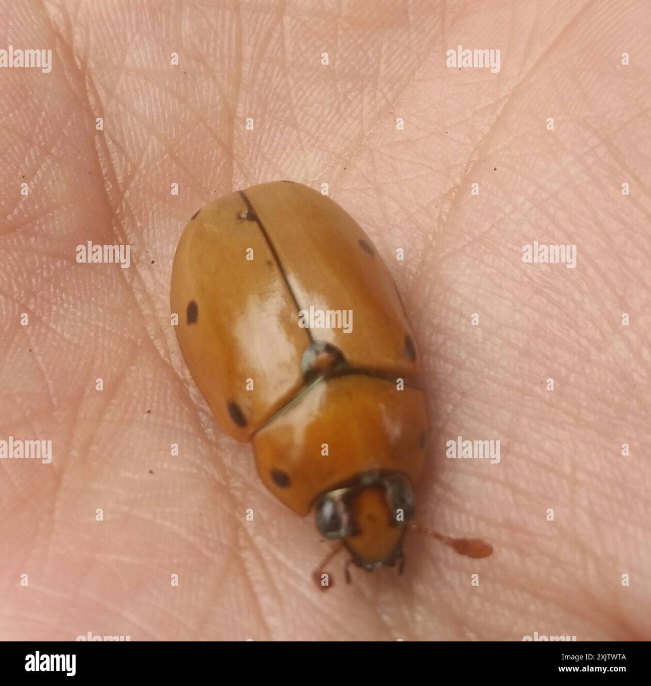 Grapevine Beetle (Pelidnota punctata) Insecta Stock Photo - Alamy